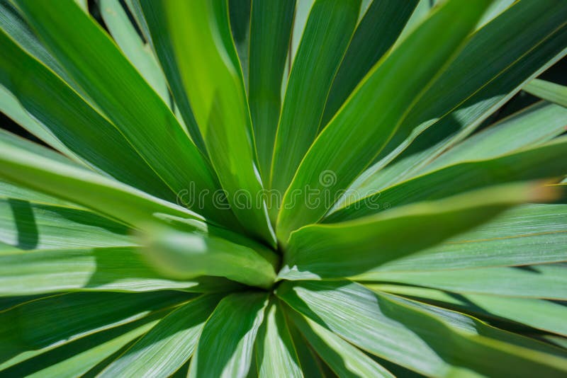 Yucca Green Leaves with Sharp and Prickly Tips Under a Bright Summer ...