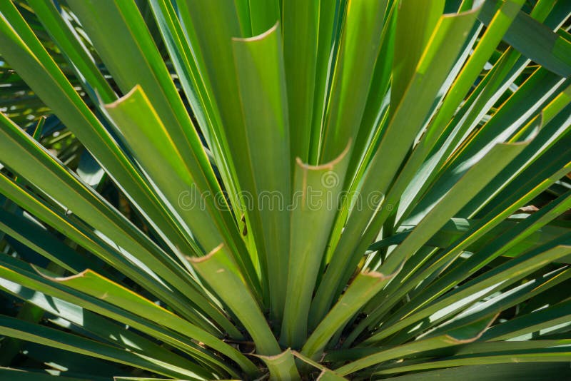 Yucca Green Leaves with Sharp and Prickly Tips Under a Bright Summer ...