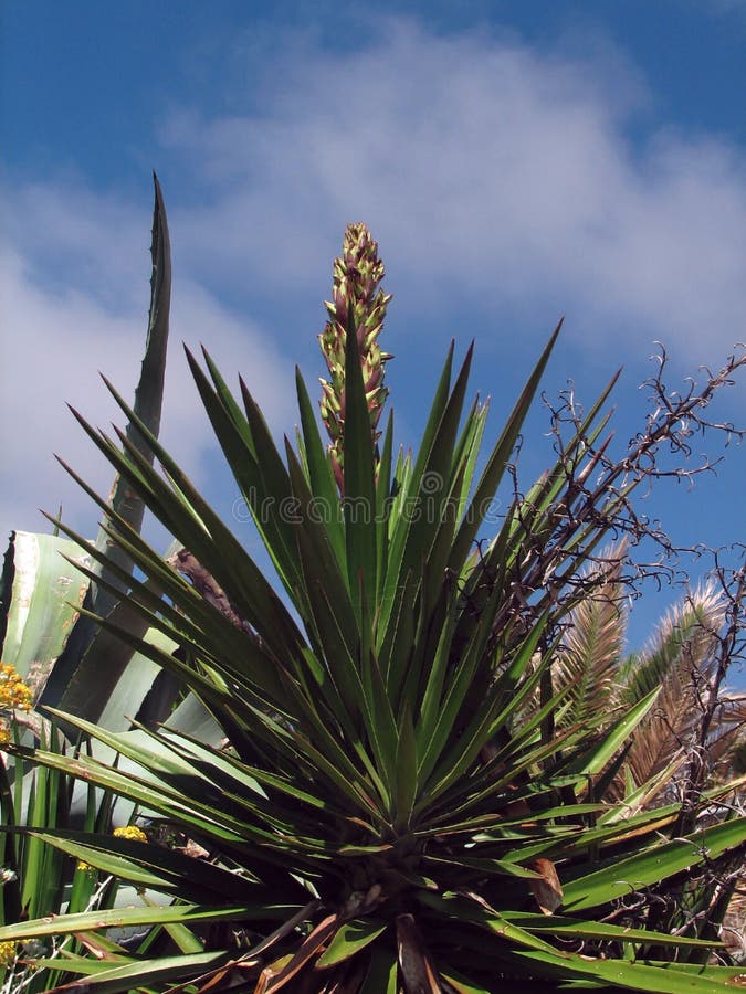 Yucca stock photo. Image of plant, evergreen, succulents - 96407004