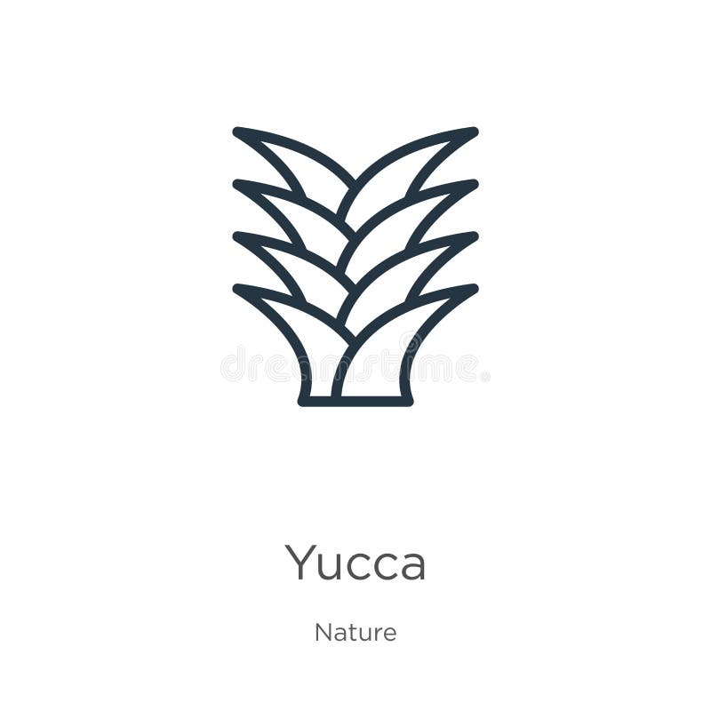 Yucca linear icon stock vector. Illustration of drawing - 178579584