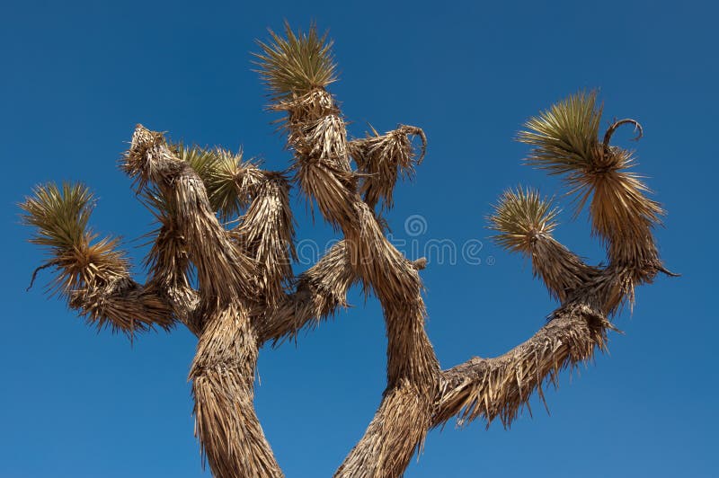 Yucca in Joshua Tree National Park Stock Image - Image of joshua ...