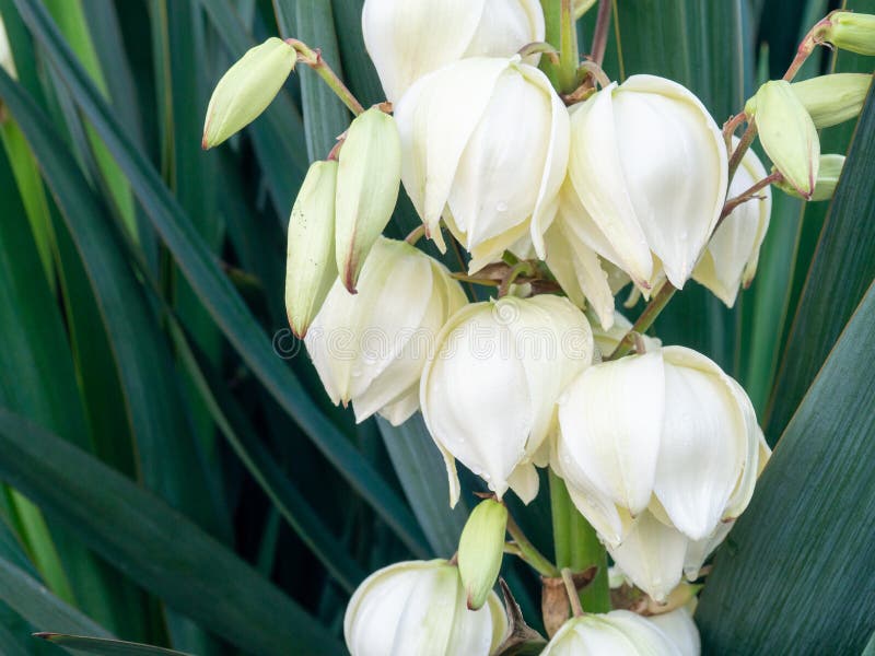 Yucca. Le Palmier Fleuri De Fleurs Blanches. Closeup De Fleurs Image ...