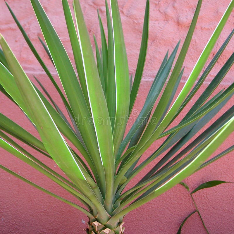 Yucca plant leaves stock image. Image of tree, outdoor - 109034349