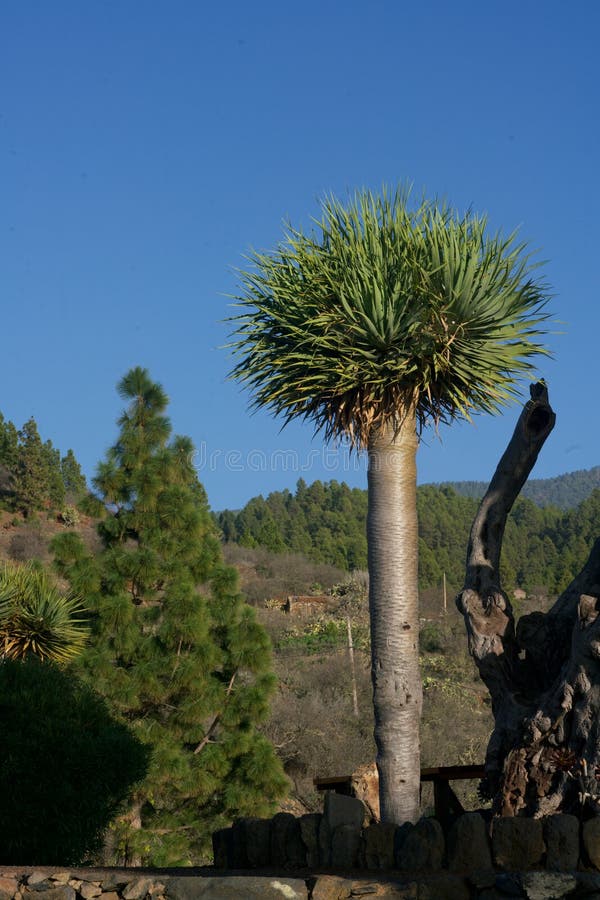 Yucca like a tree stock image. Image of beautiful, plants - 185956669