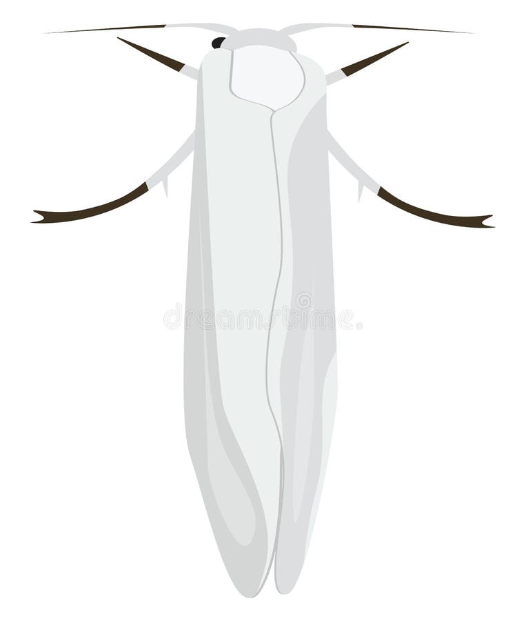 Yucca Moth Stock Illustrations – 3 Yucca Moth Stock Illustrations ...