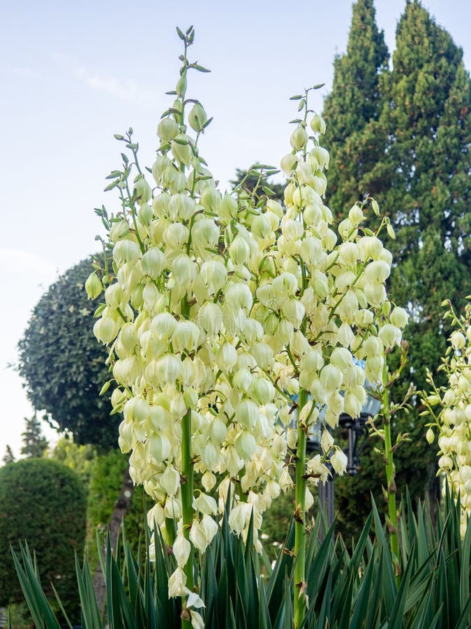 Yucca Palm Blossom. Vegetation in the South Stock Photo - Image of ...