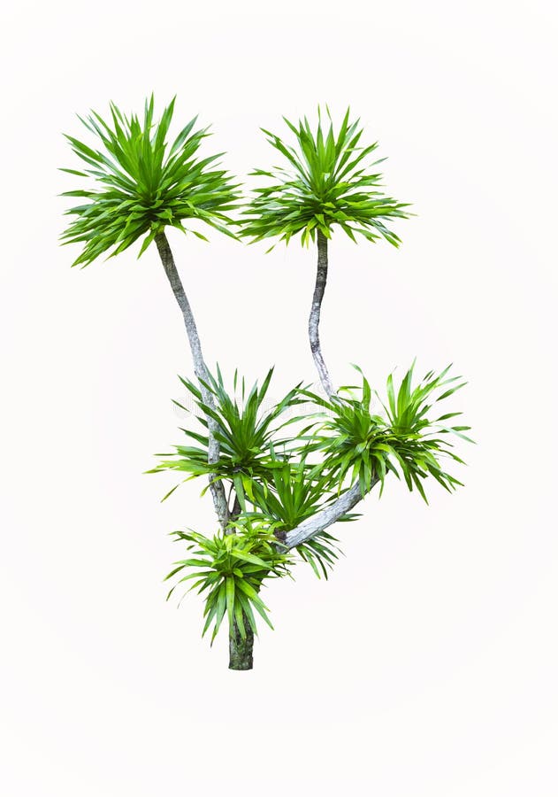 Yucca palm tree stock image. Image of nature, leaf, clipping - 31072239