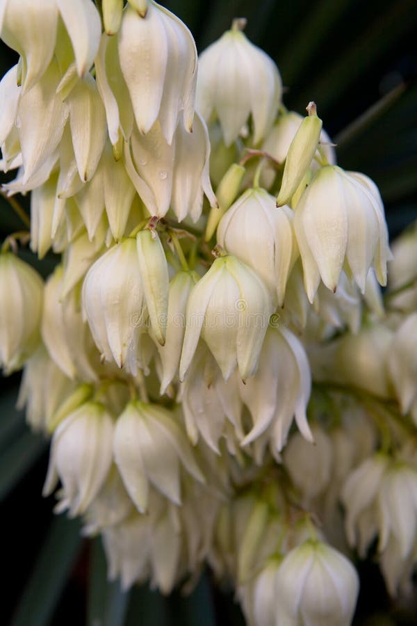 The Yucca Palm Tree with White Bell Flowers Grows Naturally Stock Photo ...