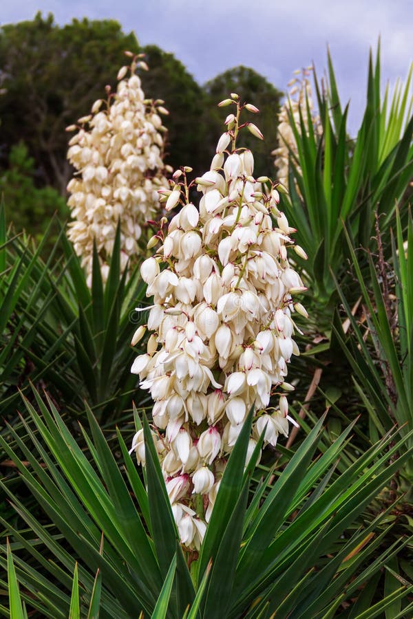 Blooming Yucca stock image. Image of green, botanical - 57561935
