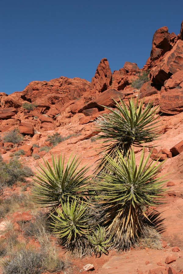 Yucca Plant Picture. Image: 1511722