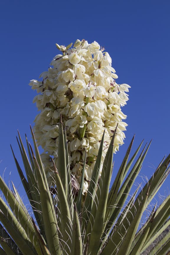 Yucca plant in bloom stock photo. Image of terrain, national - 24096324