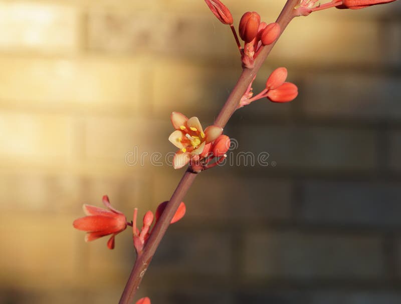 A Yucca Plant Blooming with Tiny Yellow and Red Flowers Stock Image ...