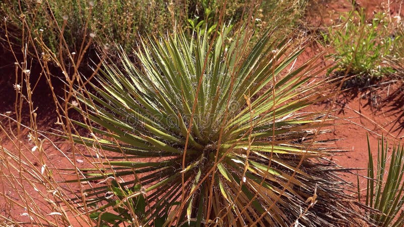 Yucca Plant, Canyonlands, Moab Utah Stock Footage - Video of national ...