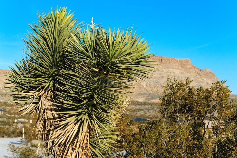 Yucca Plant at Landscape of Desert, Red Rock Canyon in Nevada Stock ...