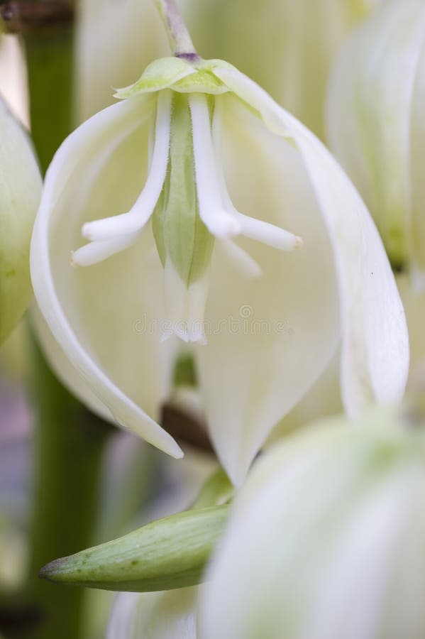 Yucca plant flower stock image. Image of bloom, white - 34294273