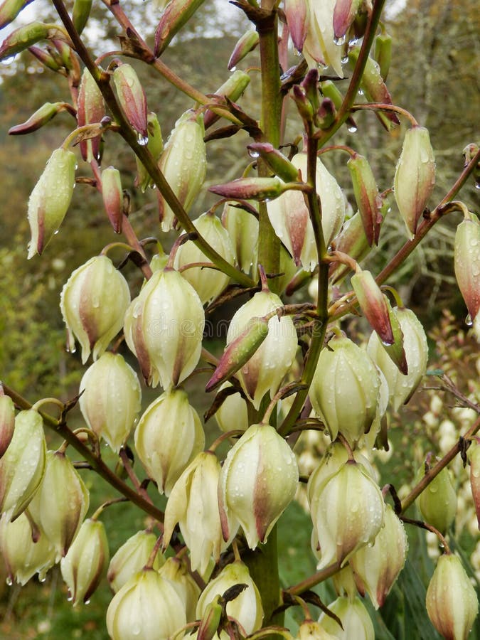 Yucca Plant Flowers stock photo. Image of drop, daggeracent - 263177614
