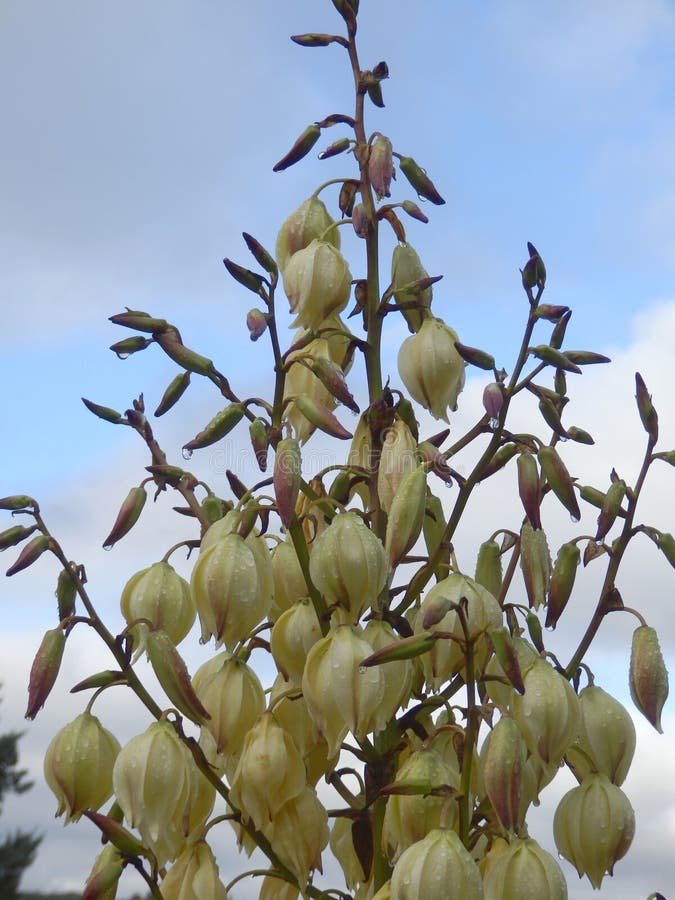 Yucca Plant Flowers stock photo. Image of growth, fresh - 263178044