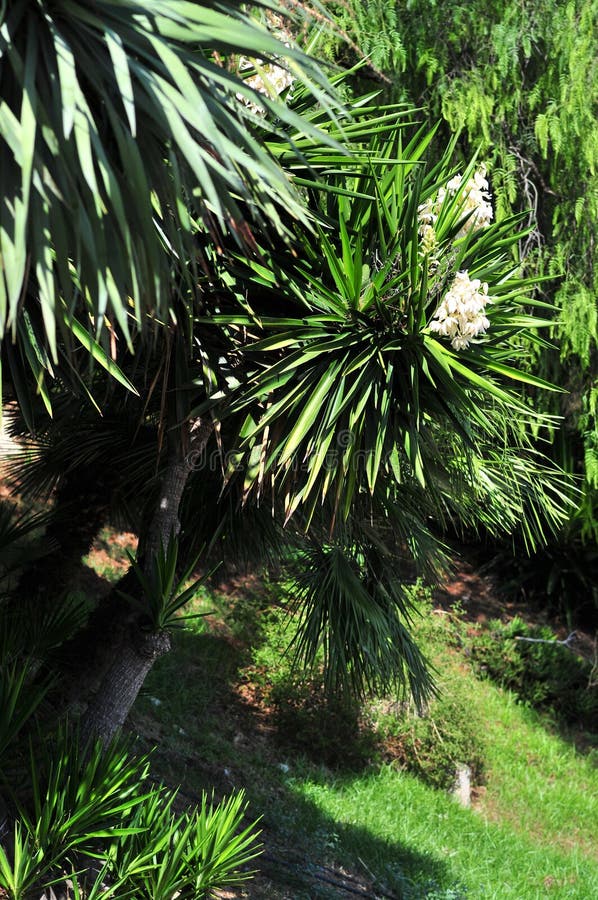 Yucca plant in full bloom stock image. Image of blooming - 171361319