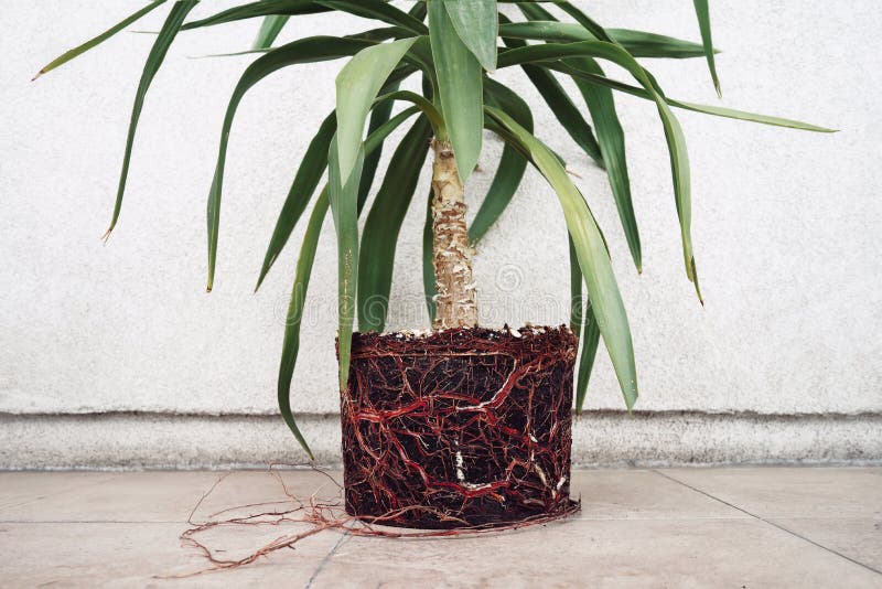 Yucca plant with roots stock image. Image of houseplant - 247480669