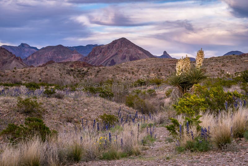 Yucca Plants and Blue Bonnets Dot the Desert Landscape Stock Image ...