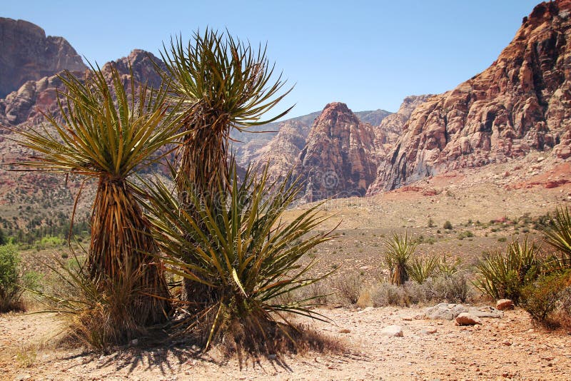 Yucca stock image. Image of american, mohave, cactus - 33448805
