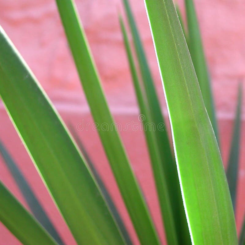 Yucca leaves details editorial stock photo. Image of pink - 109343993