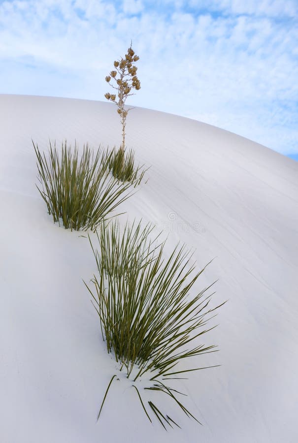 Yucca Plants Growing from the White Sands Stock Image - Image of warm ...