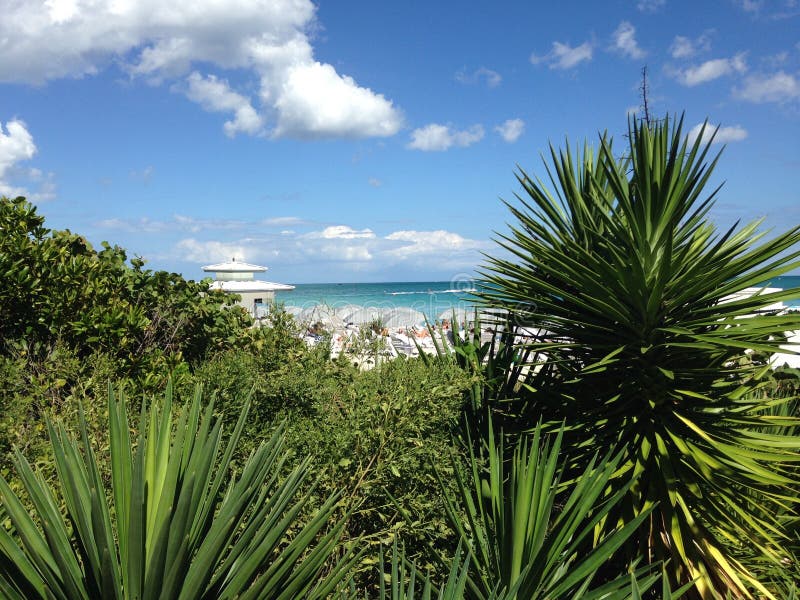 Yucca Plants at South Beach, Miami. Stock Photo - Image of agavoideae ...