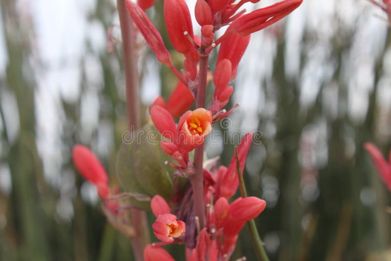 Yucca red 5533 stock image. Image of decorative, detail - 170086823