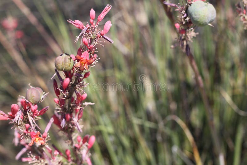 Yucca red 7906 stock image. Image of blooms, desert - 170264599