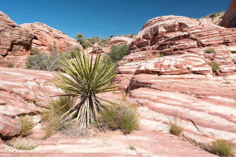 Yucca in Red Rock Canyon stock image. Image of land, area - 95079067
