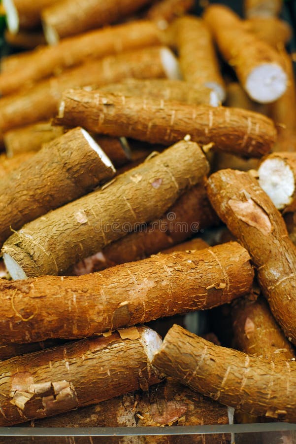 Yucca Root As Sample Display at Market Place Stock Photo - Image of ...