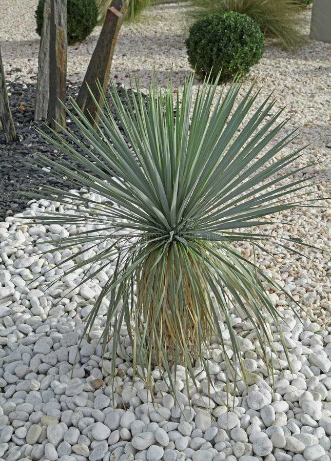 Yucca Rostrata in a Bed with a Pebble Mulch Stock Image - Image of ...
