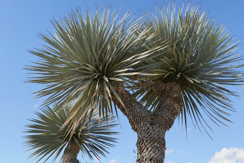 Yucca Rostrata Branch Close Up Stock Photo - Image of brown, plant ...