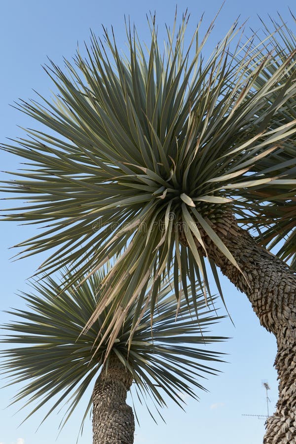 Yucca Rostrata Branch Close Up Stock Image - Image of asparagaceae ...
