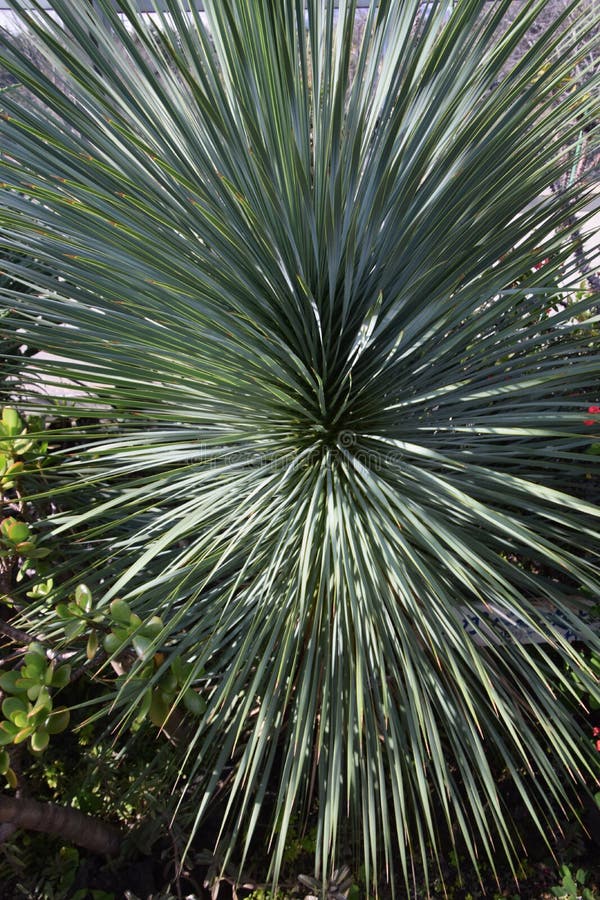Yucca rostrata stock image. Image of tree, natural, rostrata - 109592491