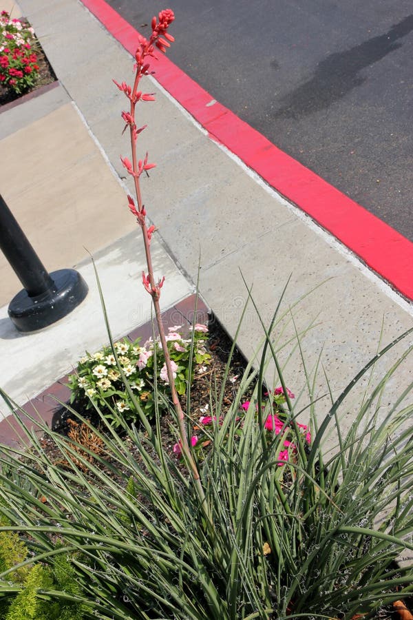 Yucca Rouge, Yucca De Colibri, Parviflora De Hesperaloe Photo stock ...