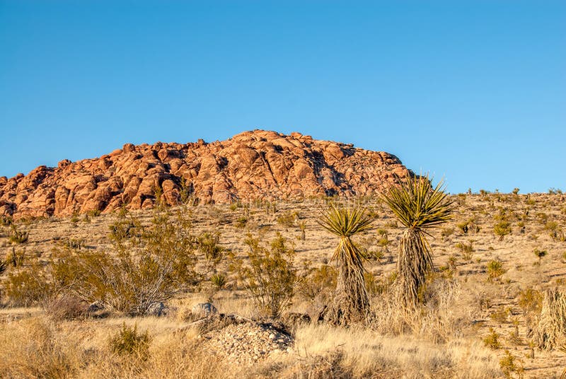 Yucca and Sandstone Formation in Red Rock Valley Park Stock Photo ...