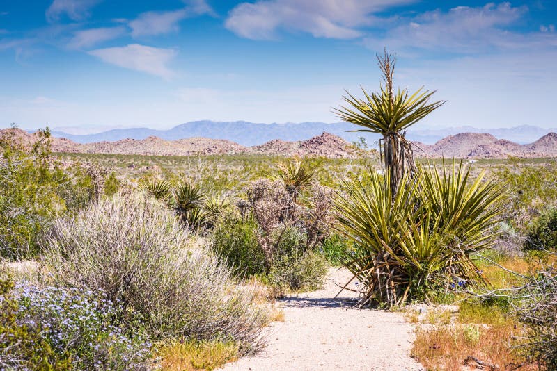 Yucca Schidigera, Also Known As the Mojave Yucca or Spanish Dagger, at ...