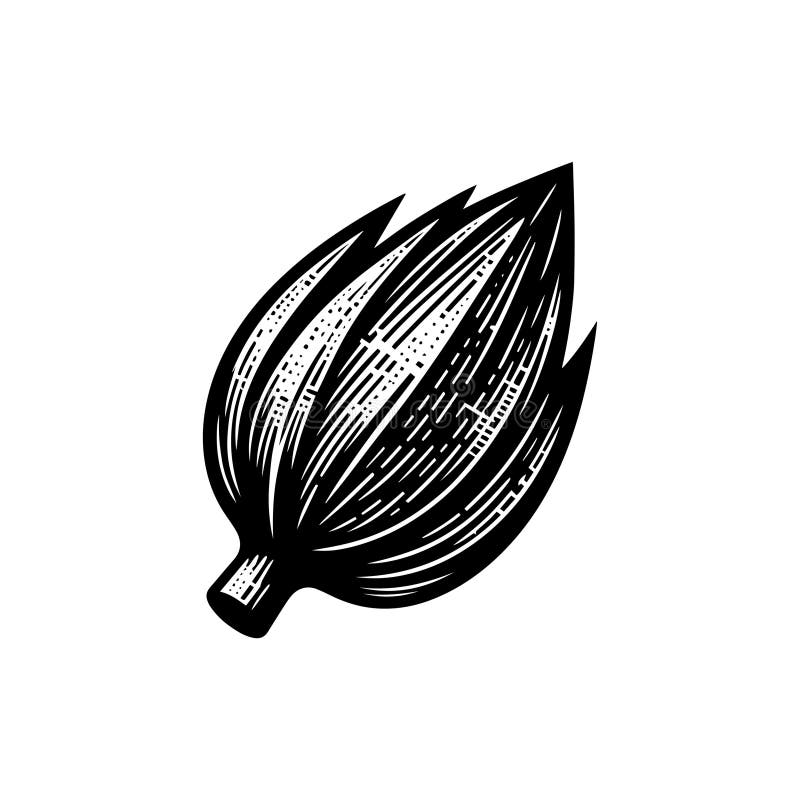 Yucca Seed Vector with Vintage Logo and Rustic Illustration. Stock ...