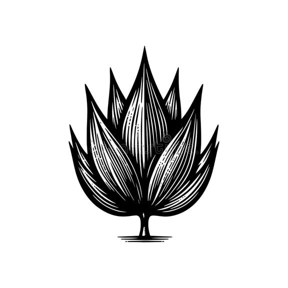 Yucca Seed Vector for Vintage Logo and Rustic Illustration. Stock ...