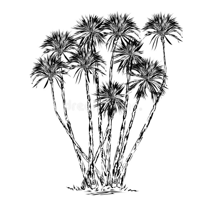 Drawing Yucca. Hand-drawn Sketch-style House Plant with Long Narrow ...