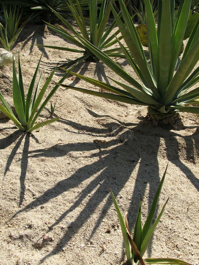 Yucca with shadow stock image. Image of mexican, afternoon - 64262385