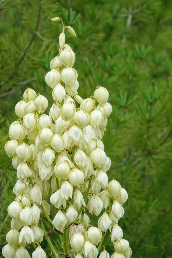 Yucca smalliana stock photo. Image of flowers, bloom - 194315278