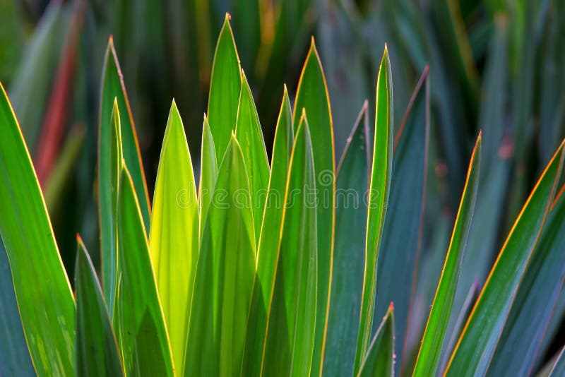 Succulents and Yucca stock photo. Image of exotic, dense - 19985576