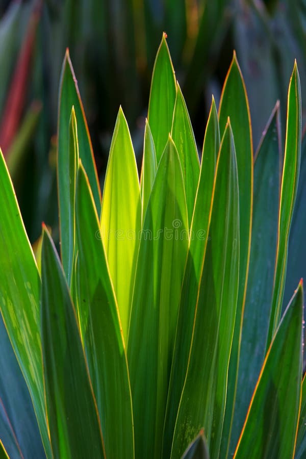 Yucca smalliana stock photo. Image of smalliana, close - 185827090
