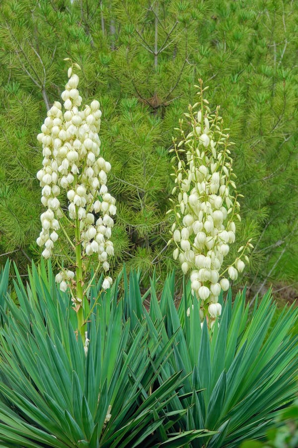 Yucca smalliana stock image. Image of adam, bloom, blooming - 194315305