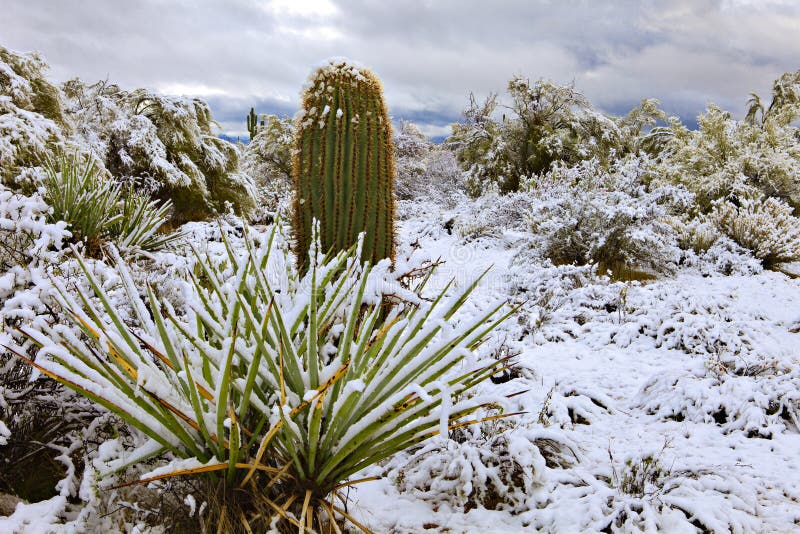 Yucca stock photo. Image of winter, ocotillo, wilderness - 86361926