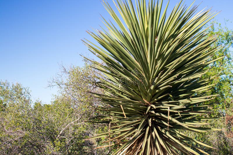 Yucca Spanish Dagger in the Texas Hill Country Stock Photo - Image of ...