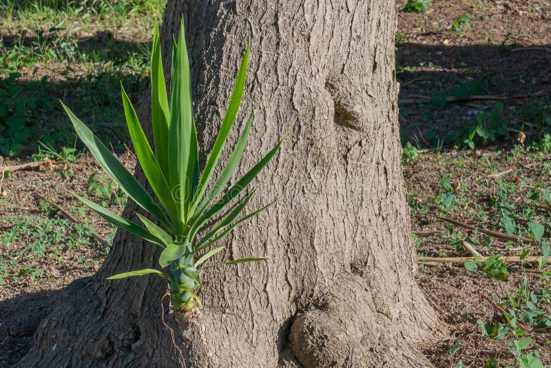 Yucca Sprout Growing on the Trunk Stock Image - Image of natural, flora ...